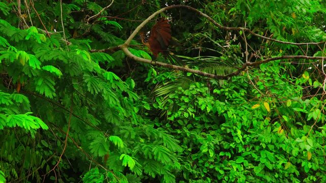 "Canje Pheasant" Images – Browse 3,252 Stock Photos, Vectors, and Video ...