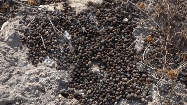"Rabbit Droppings" Images – Browse 33 Stock Photos, Vectors, and Video ...