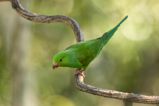 "Plain Parakeet" Images – Browse 425 Stock Photos, Vectors, and Video ...