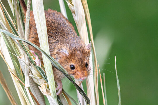 "Common House Mouse" Images – Browse 6,058 Stock Photos, Vectors, and ...
