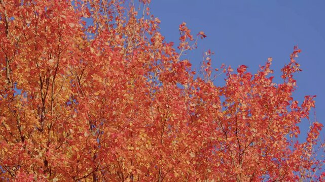 "Amur Maple" Images – Browse 625 Stock Photos, Vectors, and Video ...