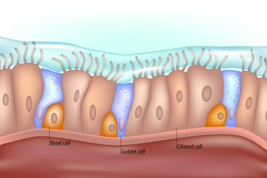 Goblet Cells Diagram