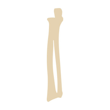 Radius Bone Diagram Unlabeled