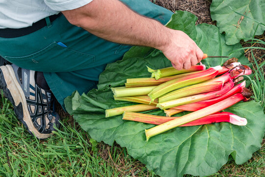 「Rubarb」の写真素材 | 2,954件の無料イラスト画像 | Adobe Stock