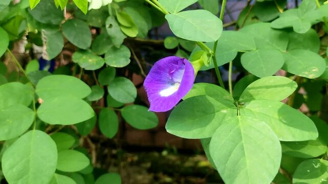 "Bunga Telang" Images – Browse 172 Stock Photos, Vectors, and Video ...