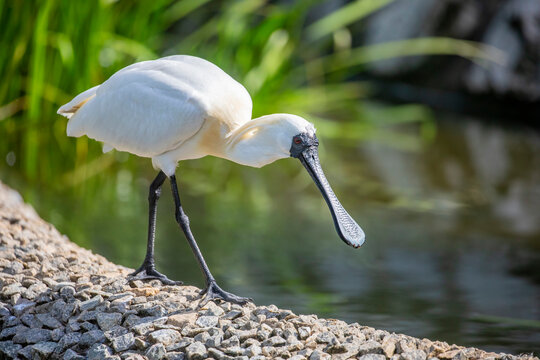 "Black-Faced Spoonbill" Images – Browse 1,510 Stock Photos, Vectors ...