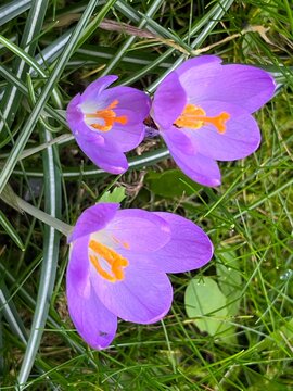 "Garden Crocus" Images – Browse 100 Stock Photos, Vectors, and Video ...