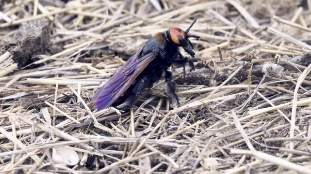 "Mammoth Wasp" Images – Browse 476 Stock Photos, Vectors, and Video ...