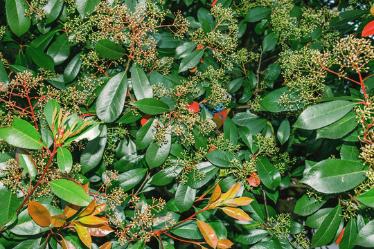「植物 芽」の写真素材 | 4,862,580件の無料イラスト画像 | Adobe Stock