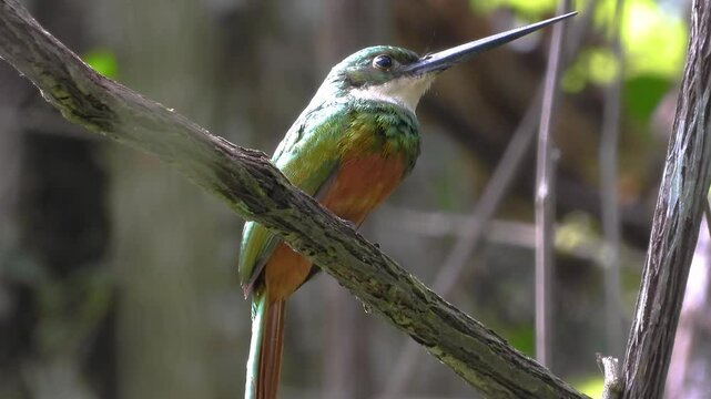 รูปภาพJacamar – เลือกดูภาพถ่ายสต็อก เวกเตอร์ และวิดีโอ749 | Adobe Stock