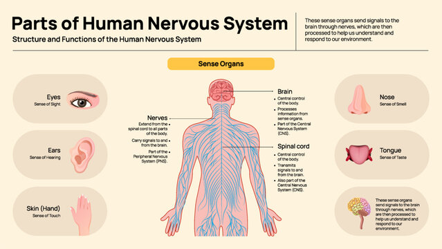 Sense Organs Images – Browse 105,694 Stock Photos, Vectors, and Video ...
