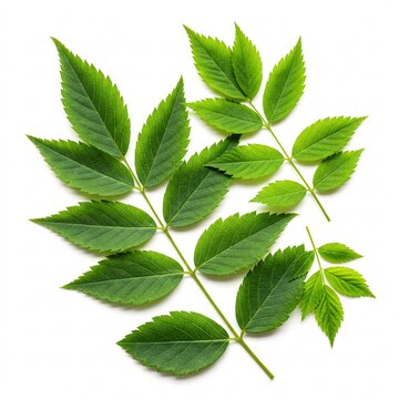 Eschenbaum-Bilder: Stock-Fotos & -Videos. | Adobe Stock