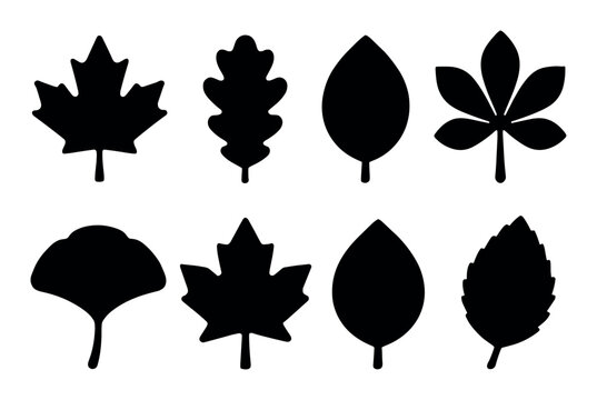 oak leaf shape outline