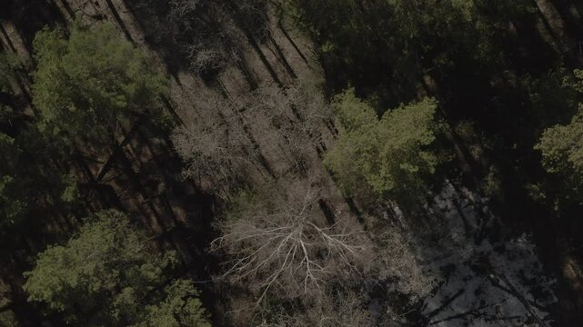 "Old Forest" Images – Browse 3,802 Stock Photos, Vectors, and Video ...