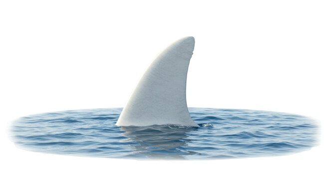 Shark Fin Gif