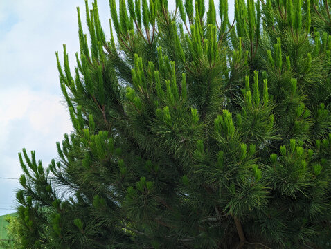 "Pinus Halepensis" Images – Browse 2,309 Stock Photos, Vectors, and ...