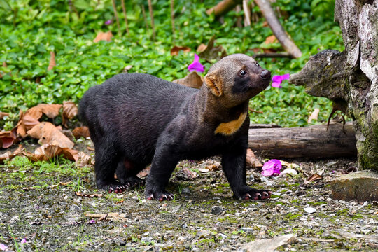 「Tayra」の写真素材 | 3,972件の無料イラスト画像 | Adobe Stock