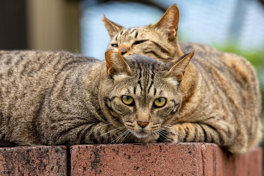 「キジトラねこ」の写真素材 | 11,488件の無料イラスト画像 | Adobe Stock