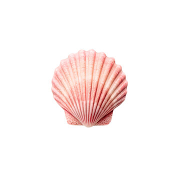 "Pink Seashell" Images – Browse 298 Stock Photos, Vectors, and Video ...