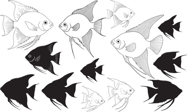 "Aquarium Fish" Images – Browse 87,195 Stock Photos, Vectors, and Video ...