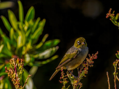 "Zosterops Lateralis" Images – Browse 897 Stock Photos, Vectors, and ...