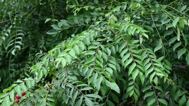 Curry Tree"」の写真素材 | 15,641件の無料イラスト画像 | Adobe Stock
