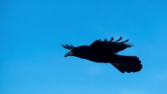 "Bird Crow" Images – Browse 180 Stock Photos, Vectors, and Video ...