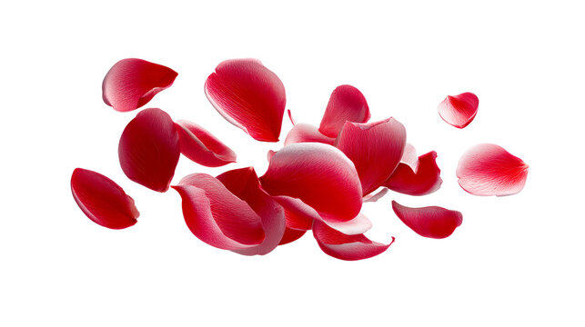 Rose With Single Petal Falling