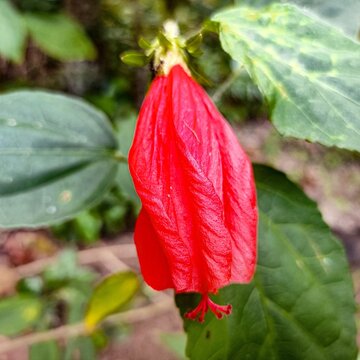 "Wax Mallow"-Bilder: Stock-Fotos & -Videos. | Adobe Stock