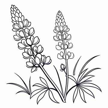 lupine flower coloring page