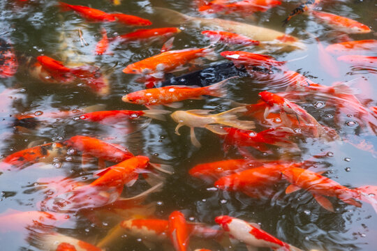 Rawf8 photos, images, assets | Adobe Stock