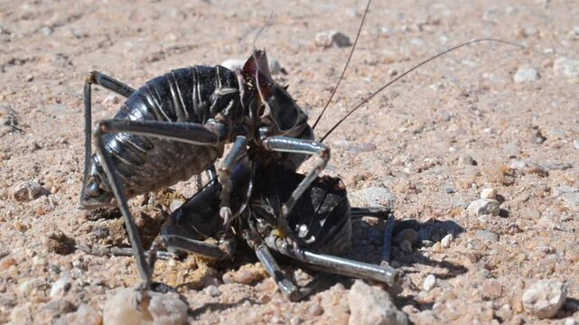 "Acanthoplus Discoidalis" Images – Browse 159 Stock Photos, Vectors ...