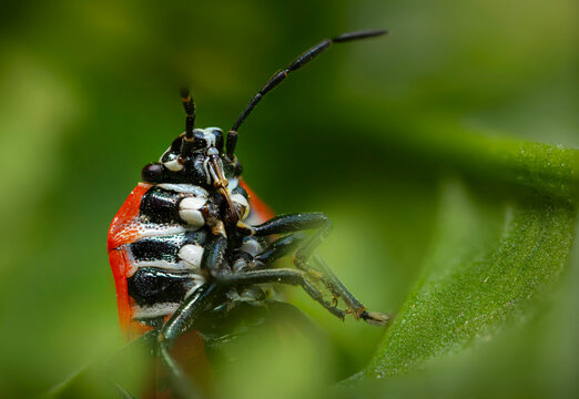 "Minstrel Bug"-Bilder: Stock-Fotos & -Videos. | Adobe Stock