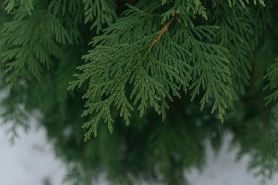 "Eastern Red Cedar" Images – Browse 3,143 Stock Photos, Vectors, and ...