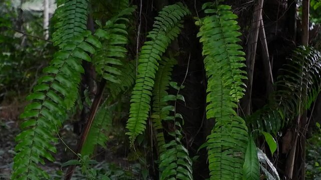 "Sword Fern" Images – Browse 1,830 Stock Photos, Vectors, and Video ...