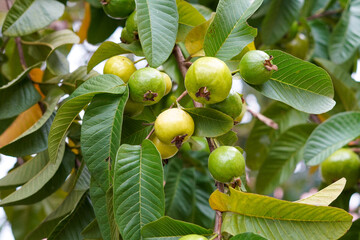 Guava Texture Images – HD & 4K Photos Free to Download | PikWizard