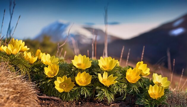 "Adonis Vernalis" Images – Browse 1,677 Stock Photos, Vectors, and ...