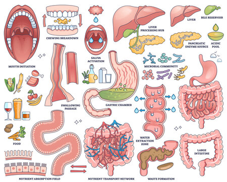The Digestive System Mouth