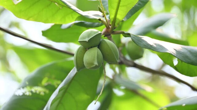 Tropical Almond"」の写真素材 | 2,623件の無料イラスト画像 | Adobe Stock