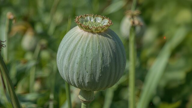 "Opium 이미지 – 찾아보기 43,408 스톡 사진, 벡터 및 비디오 | Adobe Stock