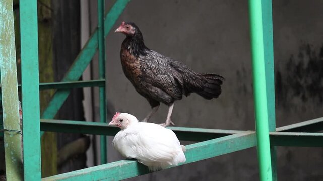 "Domestic Chickens" Images – Browse 1,376 Stock Photos, Vectors, and ...