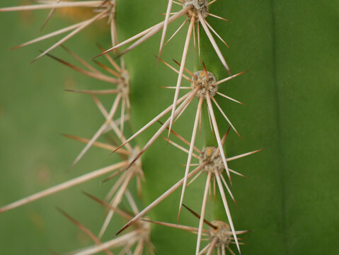 Sharp Spines"」の写真素材 | 1,558件の無料イラスト画像 | Adobe Stock