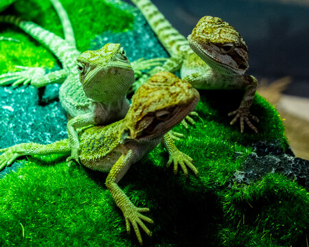 green bearded dragon