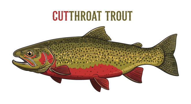 "Cutthroat Trout" Images – Browse 996 Stock Photos, Vectors, and Video ...