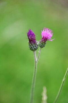 tuberous thistle