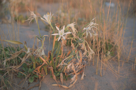 "Sea Daffodil" Images – Browse 1,159 Stock Photos, Vectors, and Video ...