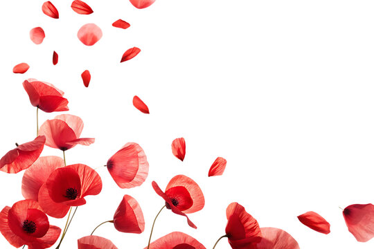 Falling Poppy Petals