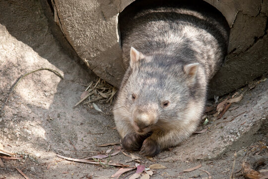 sleeping wombat