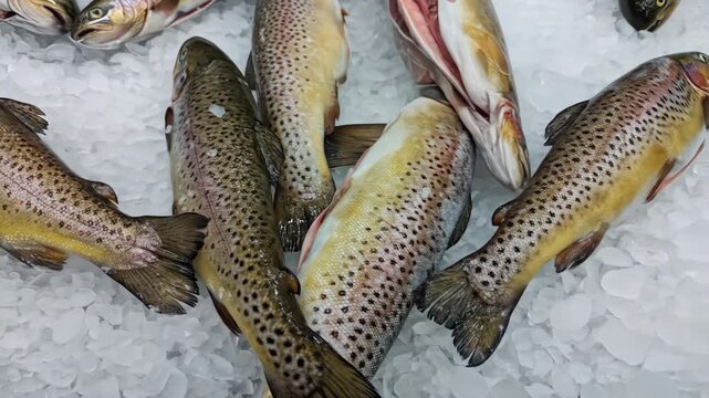 Rainbow Trout Skin Images – Browse 1,151 Stock Photos, Vectors, and ...