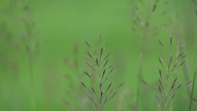 "Spear Grass"-Bilder: Stock-Fotos & -Videos. | Adobe Stock